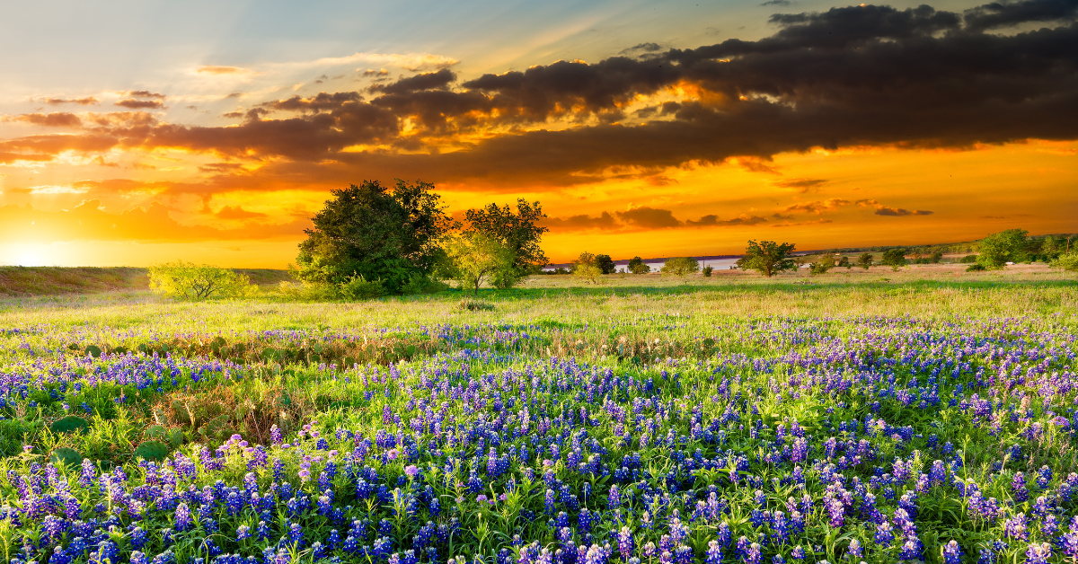 Where Are the 4 Best Places To Live in Texas? | Century Communities